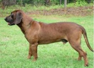 Category: Breeds - United Blood Trackers